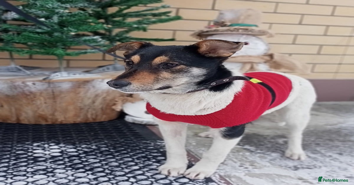 TRISHA – Female Border Collie for adoption in West Malling | Pets4Homes