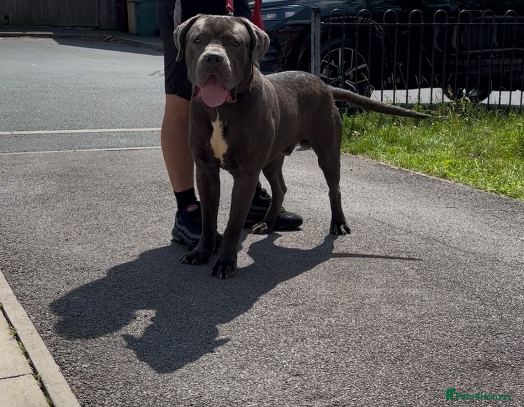 ICCF registered cane Corso male for sale in Bolton | Pets4Homes