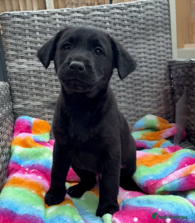 Labrador Retriever Pups for sale in Doncaster | Pets4Homes