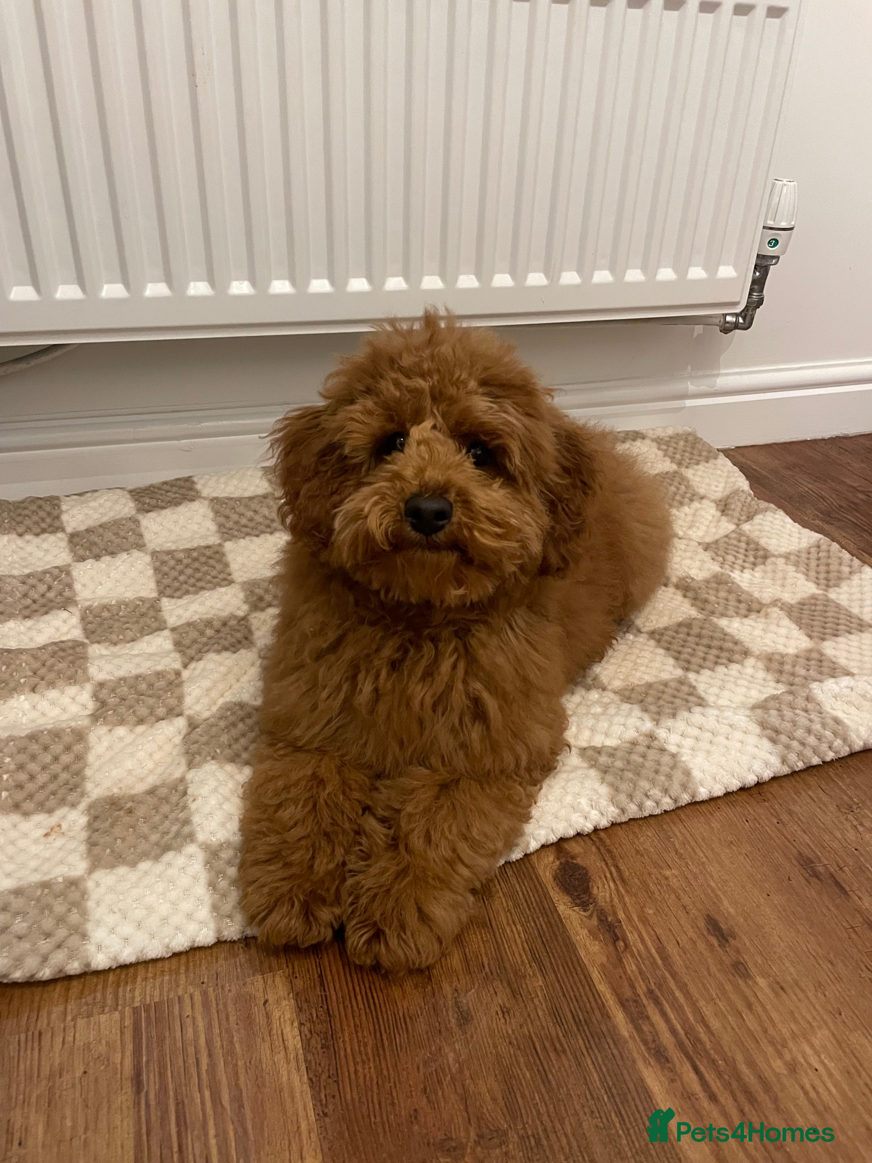 Gorgeous 4 month old F1B Cavapoo for sale in Exeter | Pets4Homes
