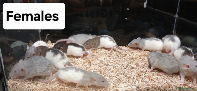 Baby Dumbo Rats , Furred , Rex , Naked for sale in Wolverhampton ...