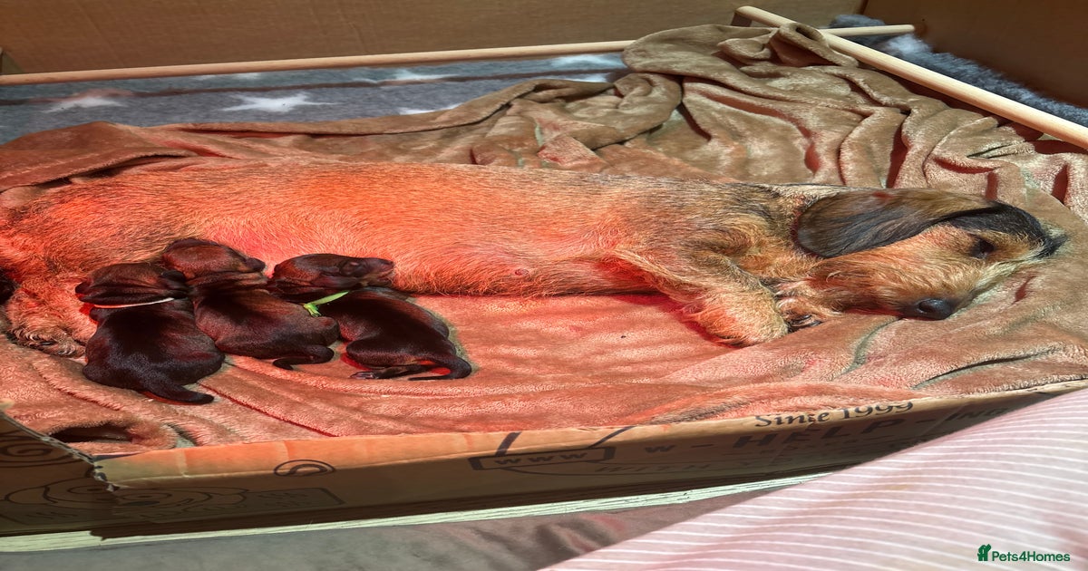 Miniature Wirehaired Dachshund for sale in Edinburgh | Pets4Homes