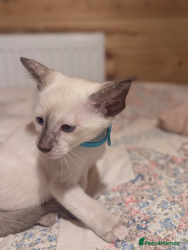 GCCF Registered Siamese Kittens. for sale in Wrexham | Pets4Homes