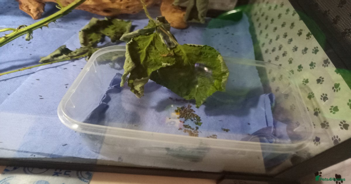 Indian stick-insect eggs for sale in Manchester | Pets4Homes