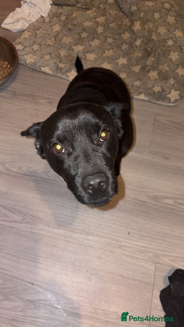 2 year old boy patterdale terrier for sale in Peterlee | Pets4Homes