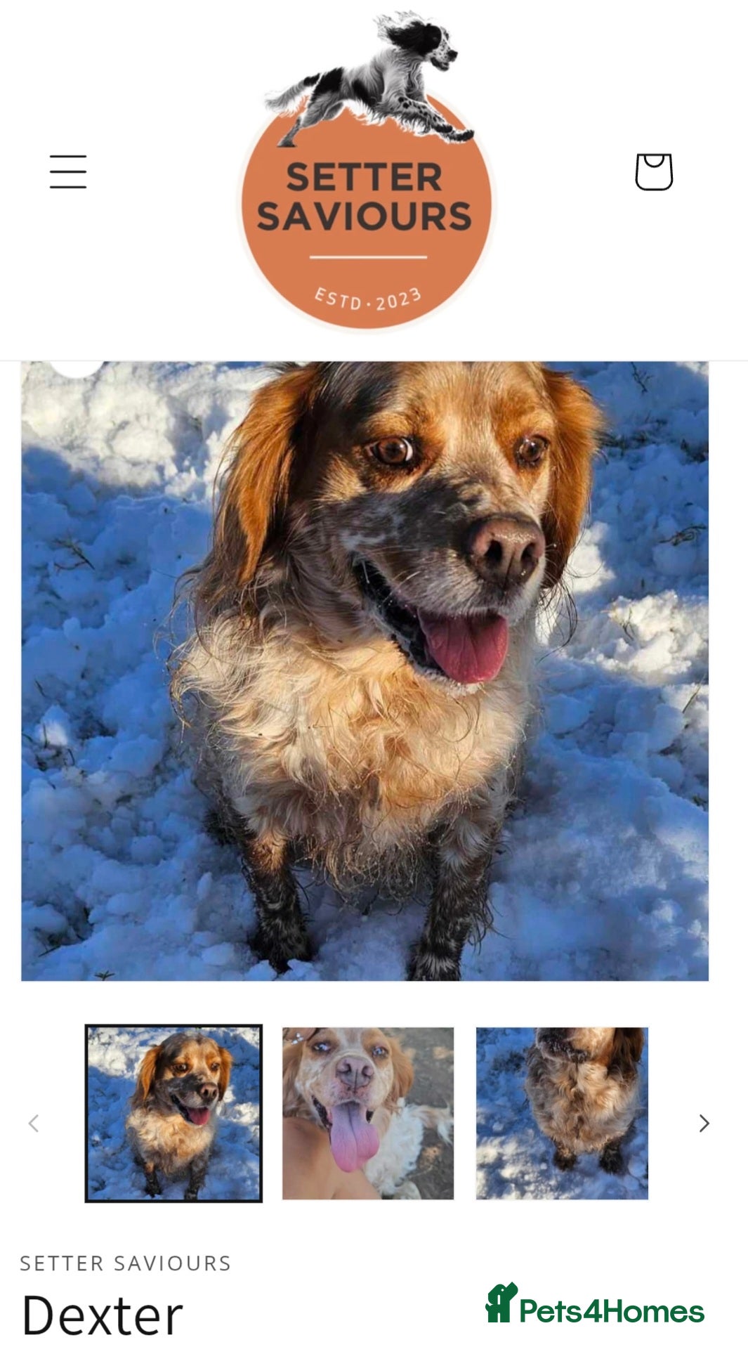 DEXTER for adoption in Scarborough | Pets4Homes