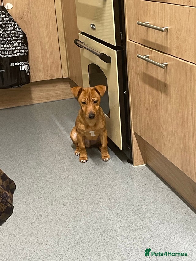 16 Month Old Jack Russell for sale in Tonbridge | Pets4Homes