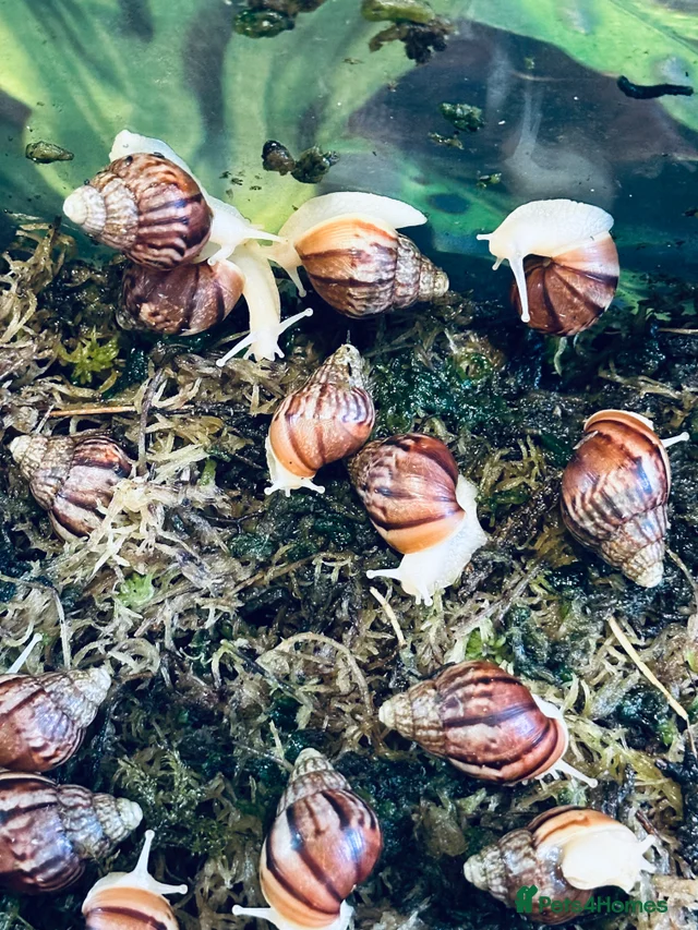 Albino Giant African Land Snails for sale in Barnsley | Pets4Homes