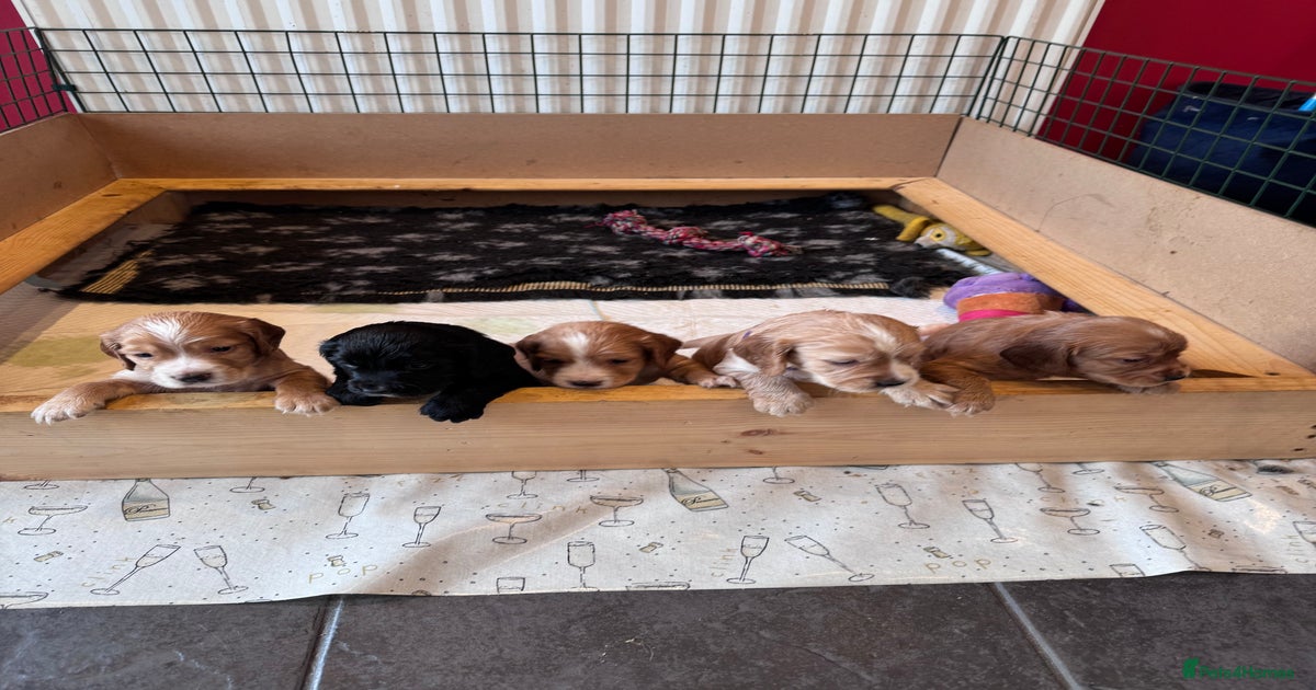 5 Cocker Spaniel for sale in Turriff | Pets4Homes