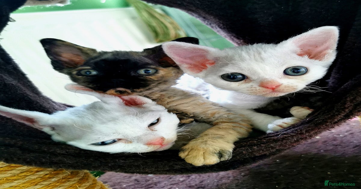 Devon Rex kittens GCCF registered for sale in Norwich | Pets4Homes