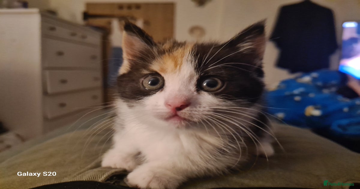 Half Ragdoll female for sale in Taunton | Pets4Homes