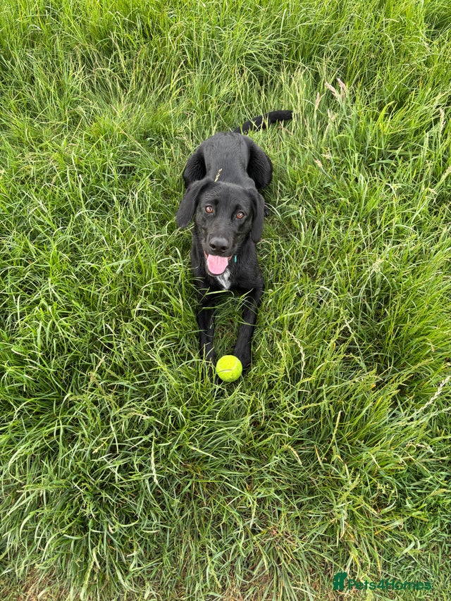 Cockador Freya for sale in Chester | Pets4Homes