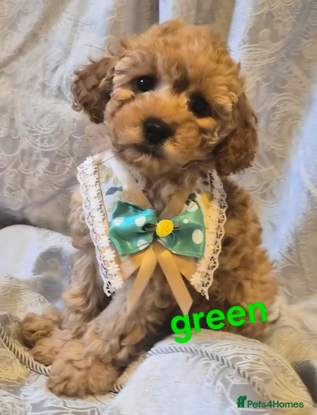 four beautiful little red poodle girls for sale in Spalding | Pets4Homes