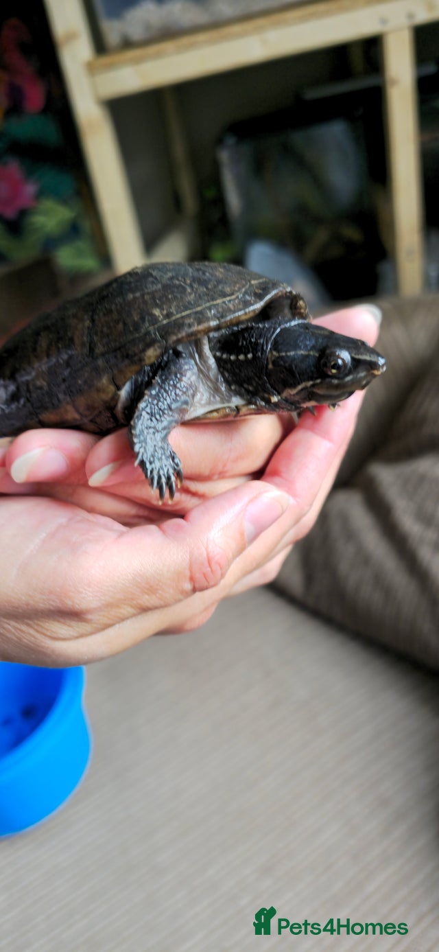 Musk Turtle & Set Up for sale in Chelmsford | Pets4Homes