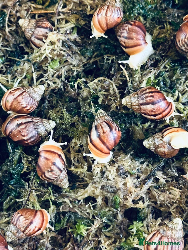 Albino Giant African Land Snails for sale in Barnsley | Pets4Homes