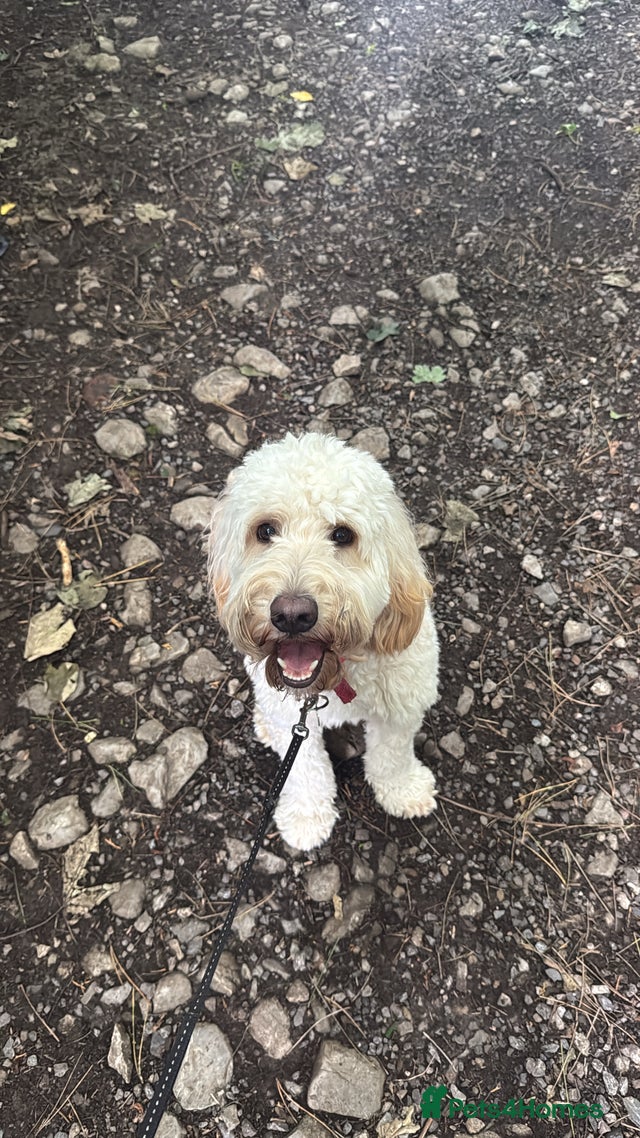 Cream cockapoo for sale in Cardiff | Pets4Homes