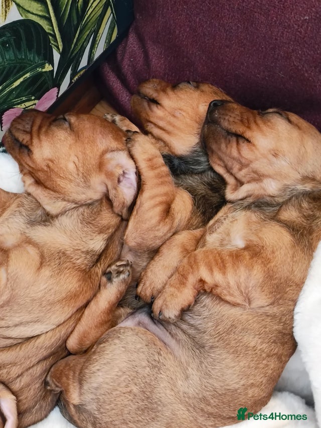 ️ ️Stunning Ginger/Red Teckel/Dachshund Puppies😎 for sale in Hexham ...