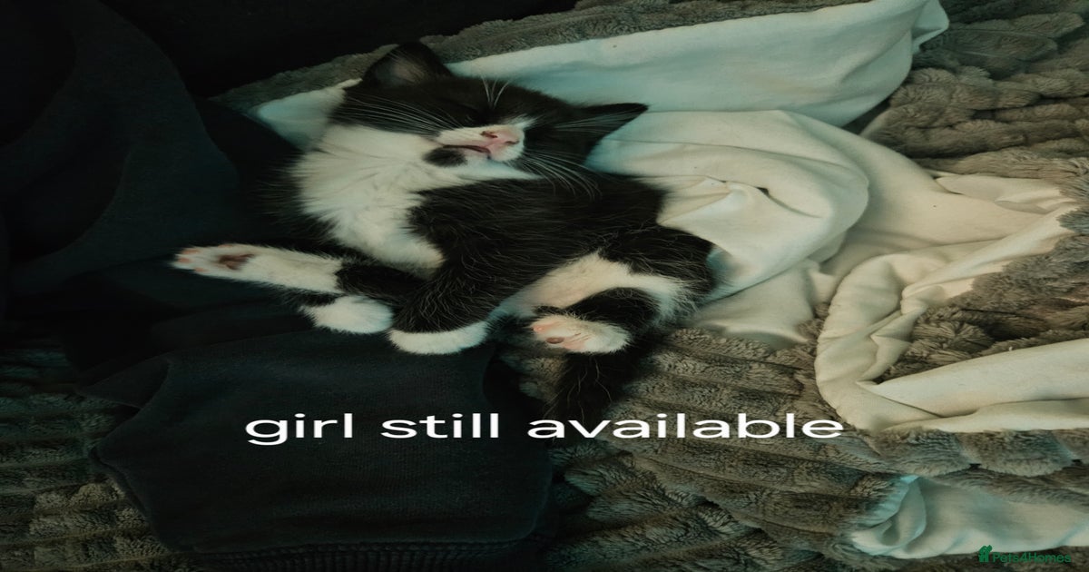 Beautiful litter of 3 kittens for sale in Sheffield | Pets4Homes