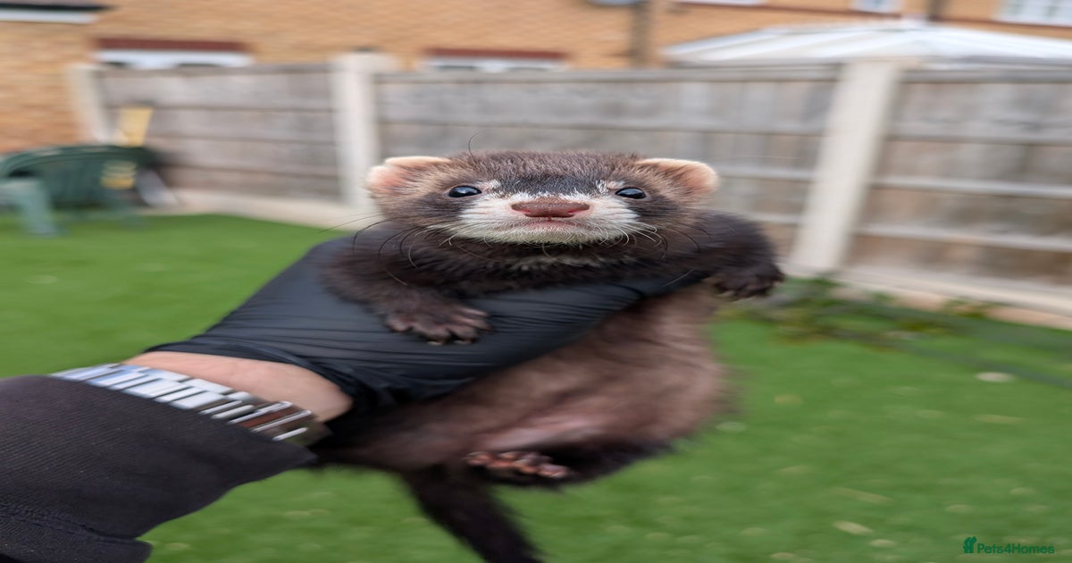 "Micro" jills, 470g & 600g ferret for sale in Nottingham | Pets4Homes
