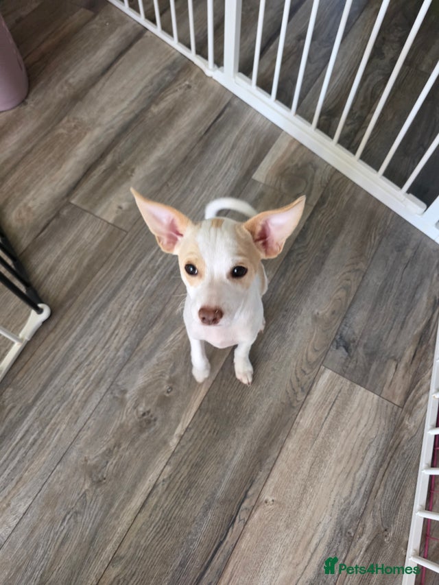 Chihuahua cross pomeranian girls to rehome for sale in Deeside | Pets4Homes