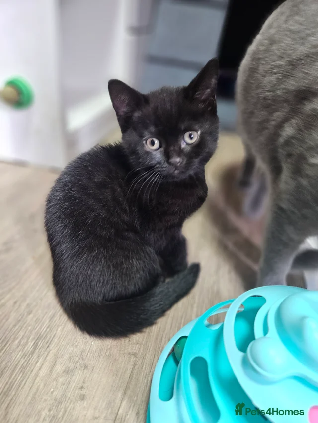 mixed breed kittens for sale in Wakefield | Pets4Homes