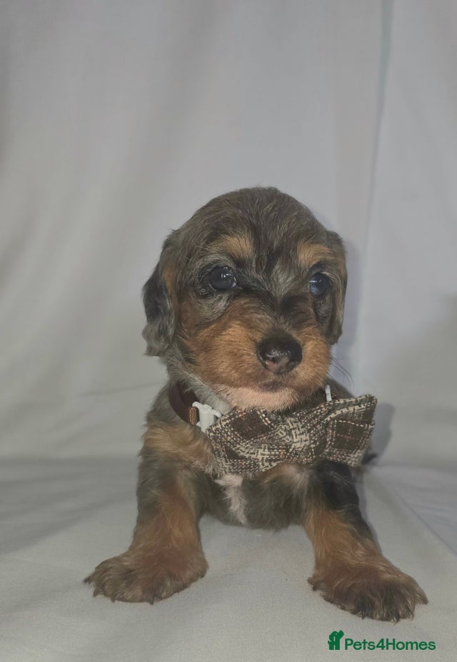 READY NOW LAST PUPPY mini dachshund doxiepoo for sale in Taunton ...