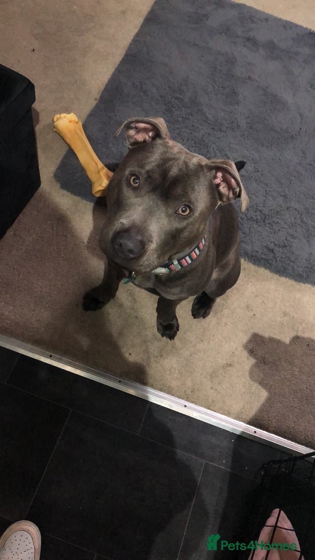 Blue Male staffy - 11 month old for sale in Paignton | Pets4Homes