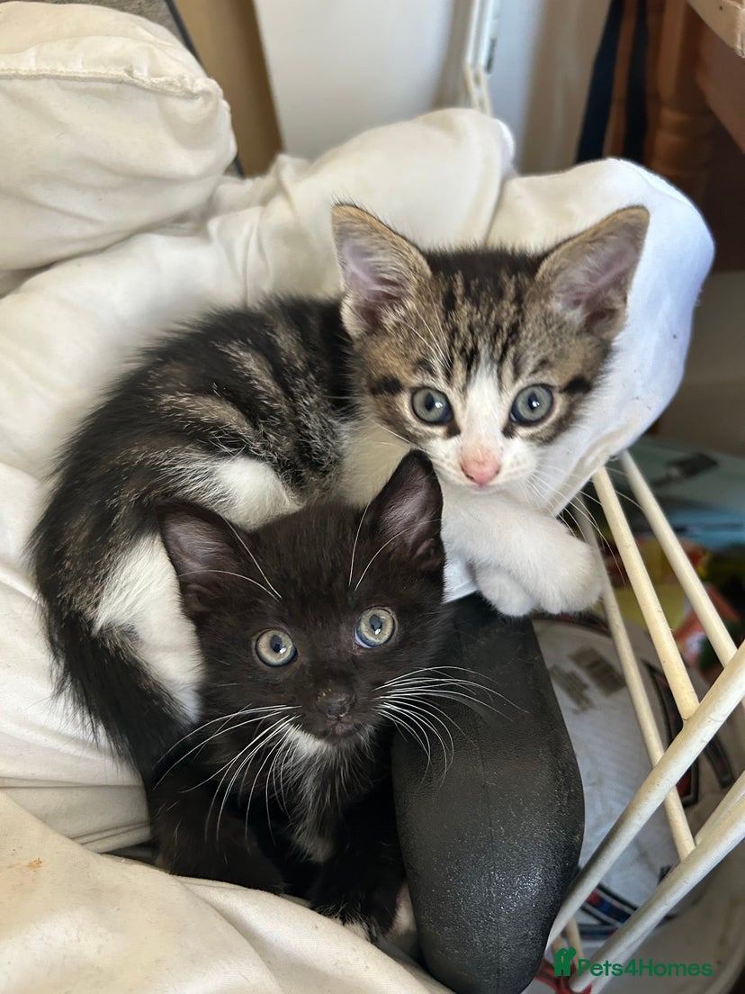 2 kittens for sale in Exeter | Pets4Homes