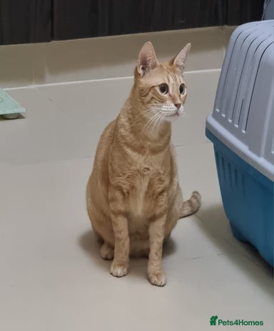 Ginger Cats for adoption | Pets4Homes