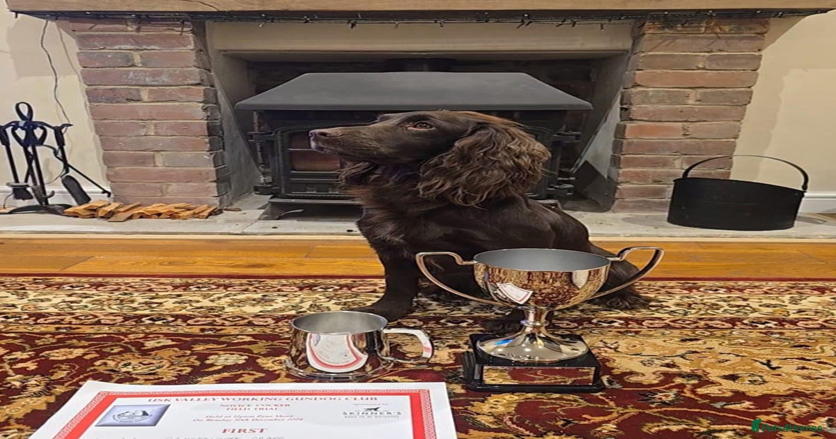 Exceptional Kc Working Line Cocker Dog Puppy for sale in Pontypool ...