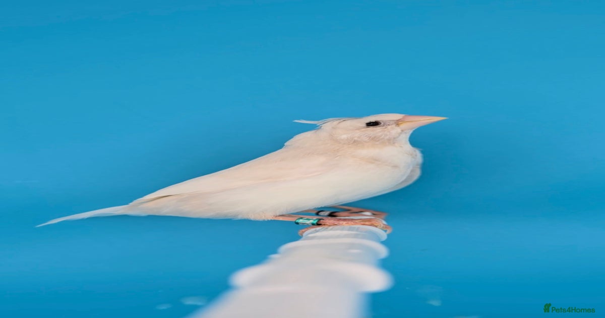 Bengalese finches for sale in London | Pets4Homes