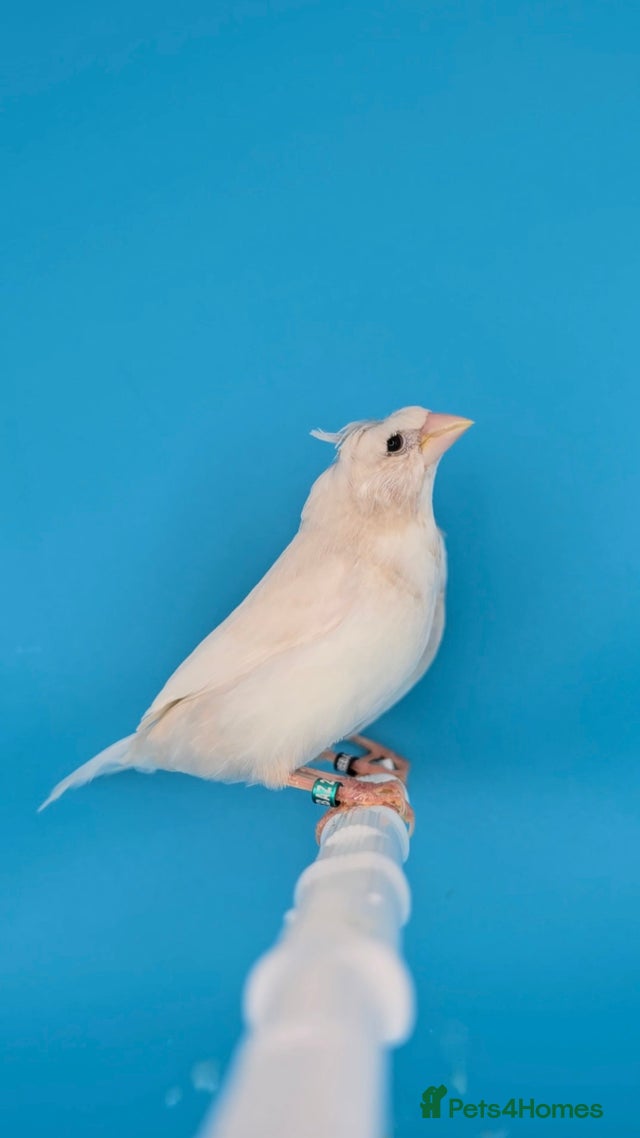 Bengalese finches for sale in London | Pets4Homes