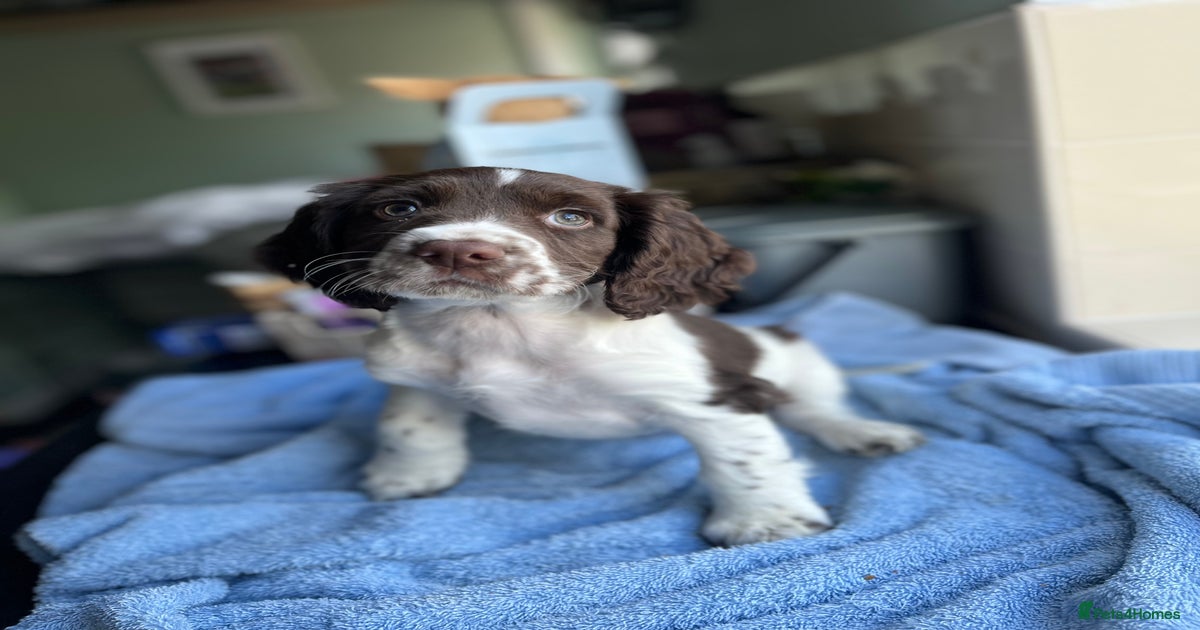 2 female working sprocker spaniel puppies for sale in Wigan | Pets4Homes