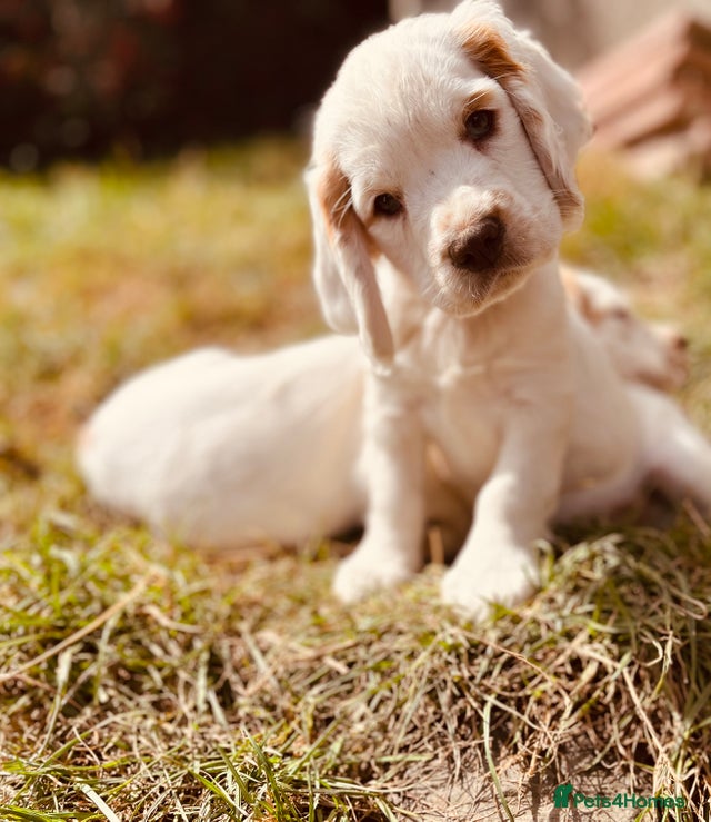 3/4 clumber 1/4 cocker spaniel pups for sale in Okehampton | Pets4Homes