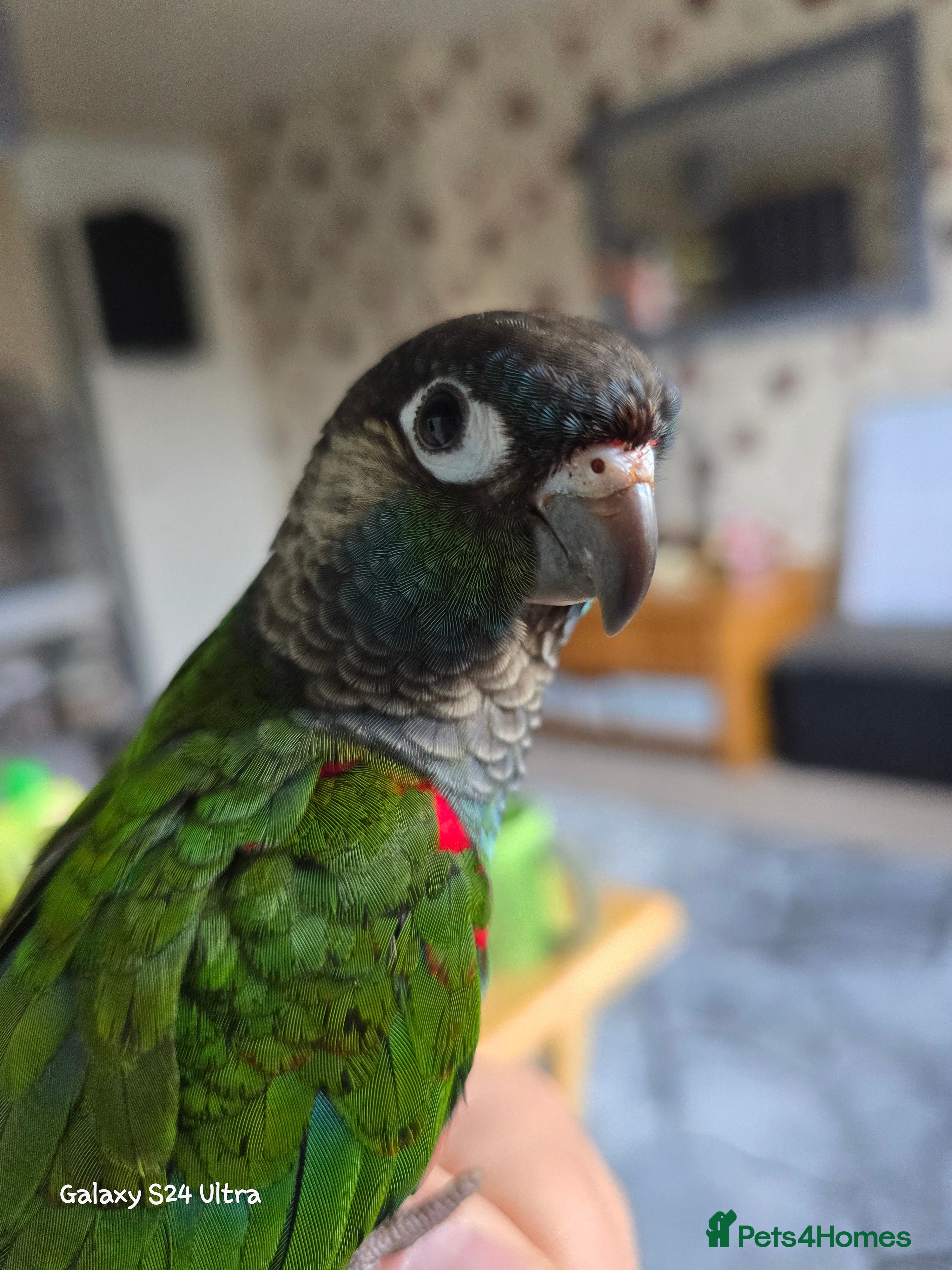 Silly tame female pearly conure with everything for sale in Grimsby ...