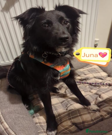 Free Dogs for adoption | Pets4Homes