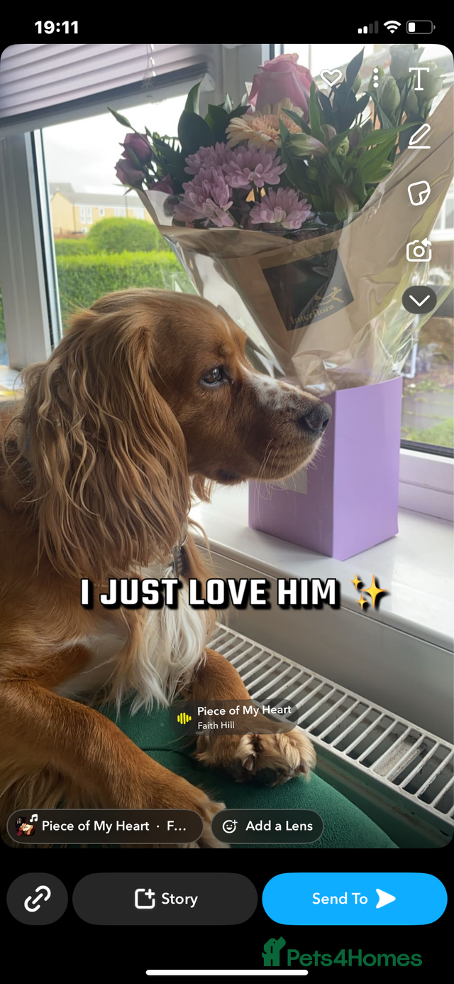 Docker puppies for sale in Sunderland | Pets4Homes