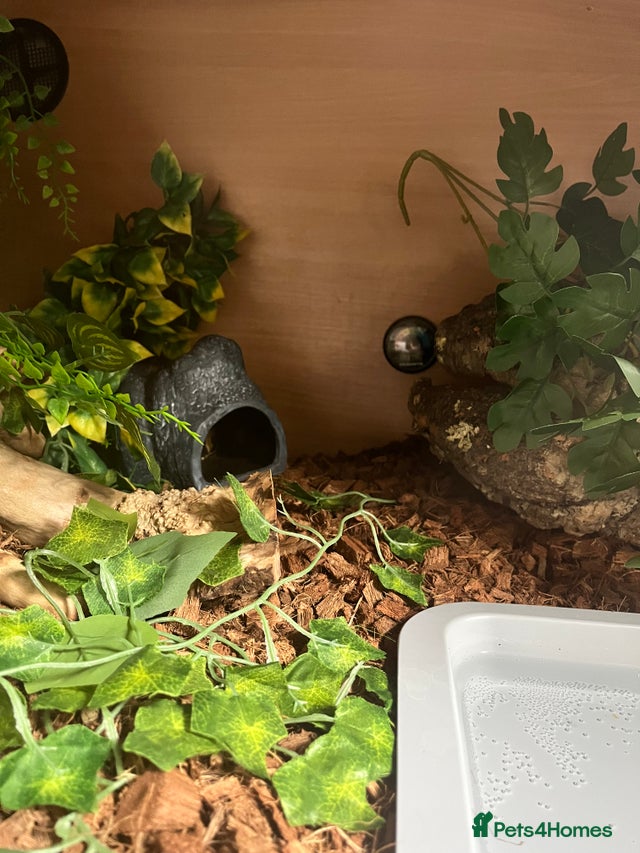 Female normal morph ball python for sale in Brierley Hill | Pets4Homes