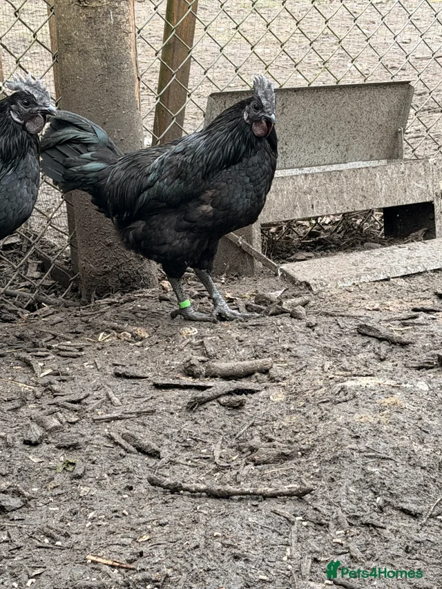 Ayam cemani roosters for sale in Manchester | Pets4Homes