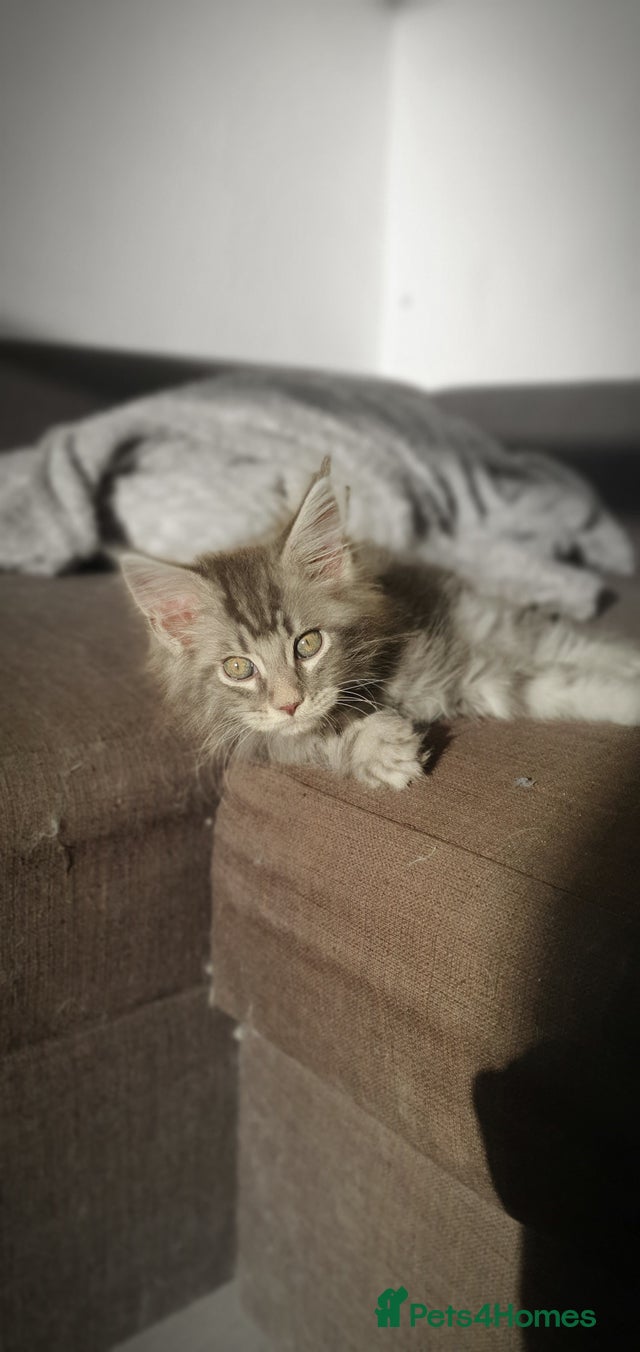 Maine Coon Kittens for sale in Nottingham | Pets4Homes