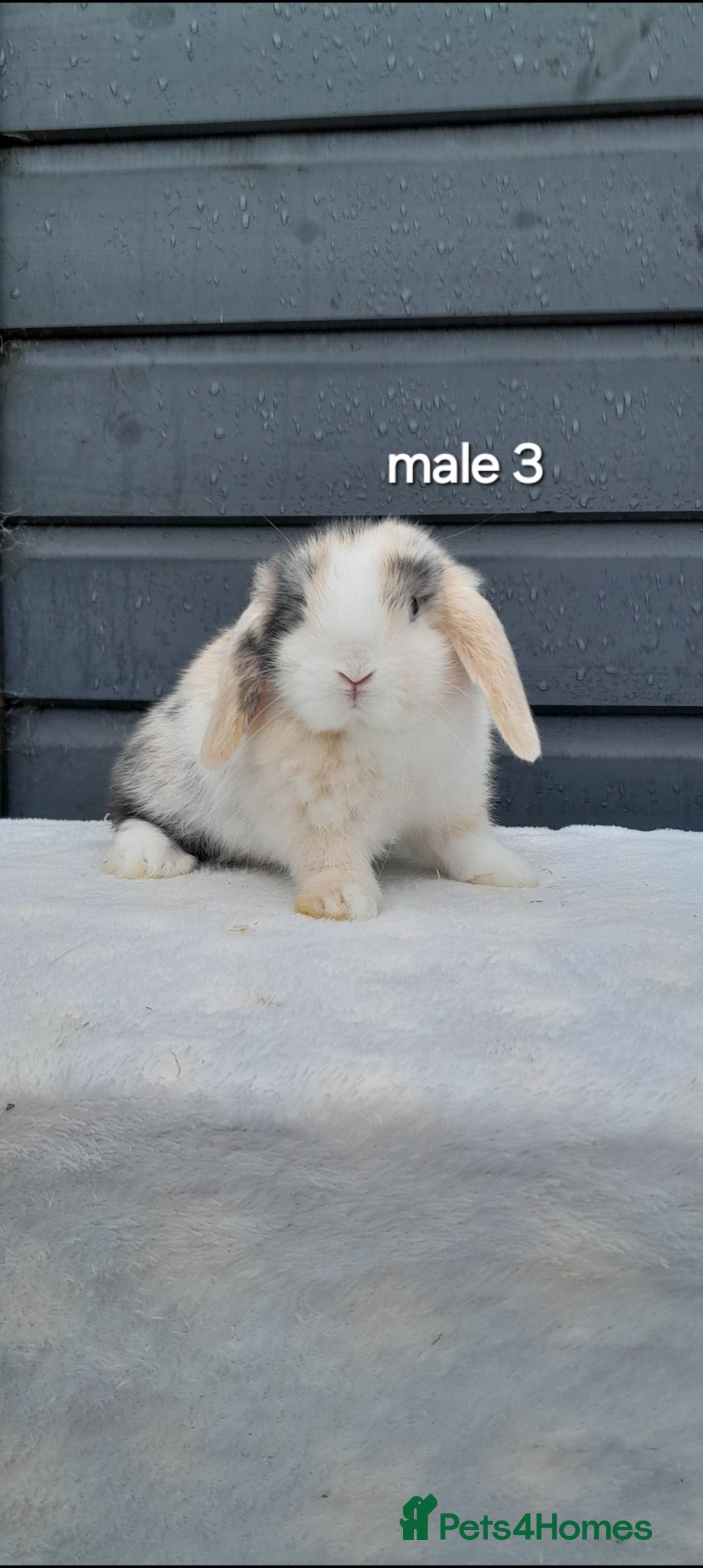 Purebred mini lop rabbits for sale in Attleborough | Pets4Homes