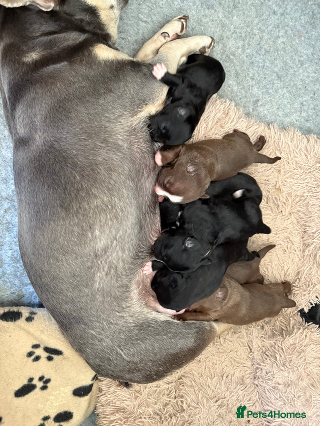 Lollies Frenchie x border collie for sale in Cardiff | Pets4Homes