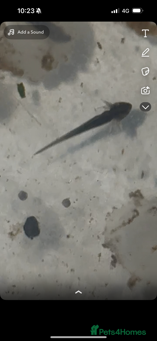 Axolotl’s for sale in Chatham | Pets4Homes