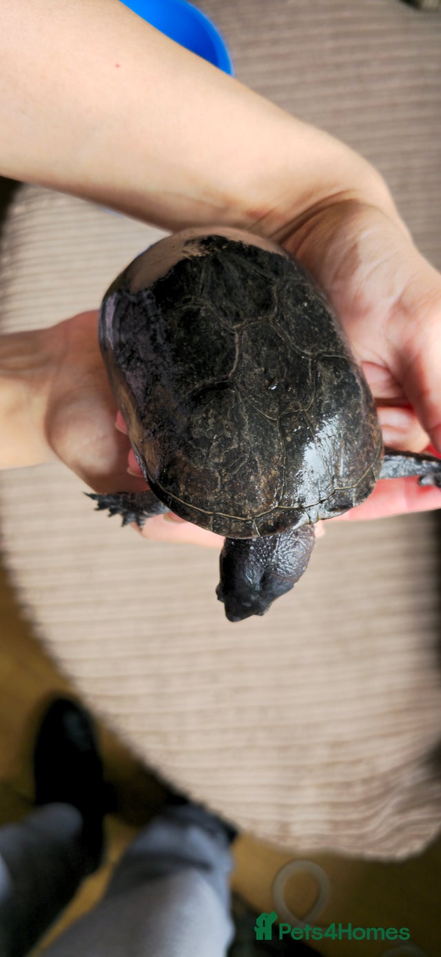 Musk Turtle & Set Up for sale in Chelmsford | Pets4Homes