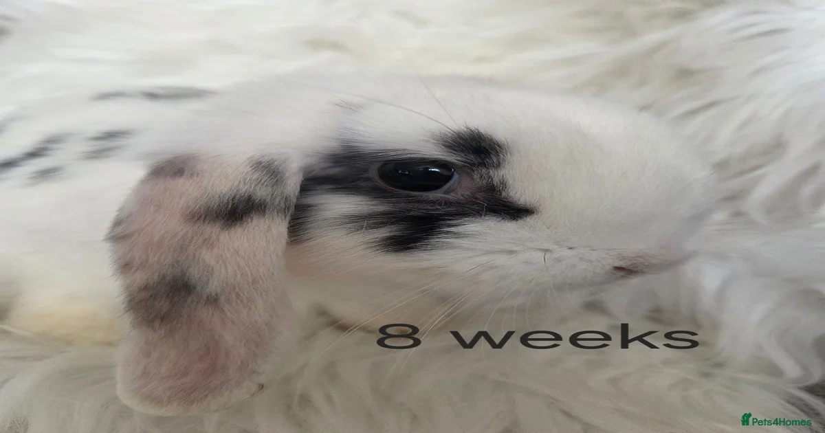 Pets home Rabbits for Sale for sale | Pets4Homes