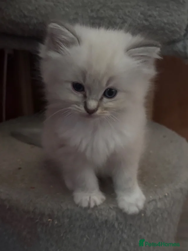 GCCF registered kittens for sale in Tamworth | Pets4Homes