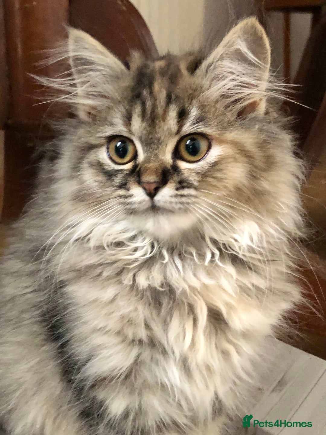 Siberians Kittens for sale | Pets4Homes
