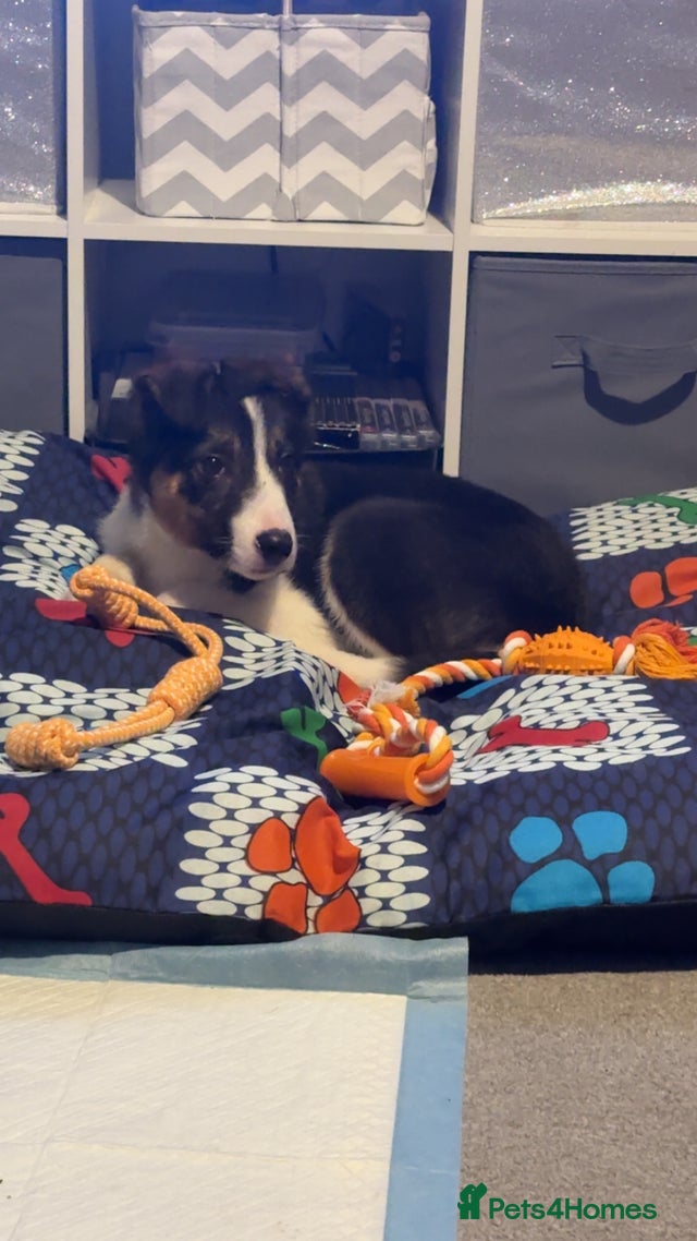Border collie puppy 4months for sale in Newtown | Pets4Homes