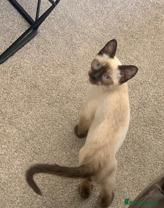 Beautiful Siamese boy ready to leave for sale in Solihull | Pets4Homes