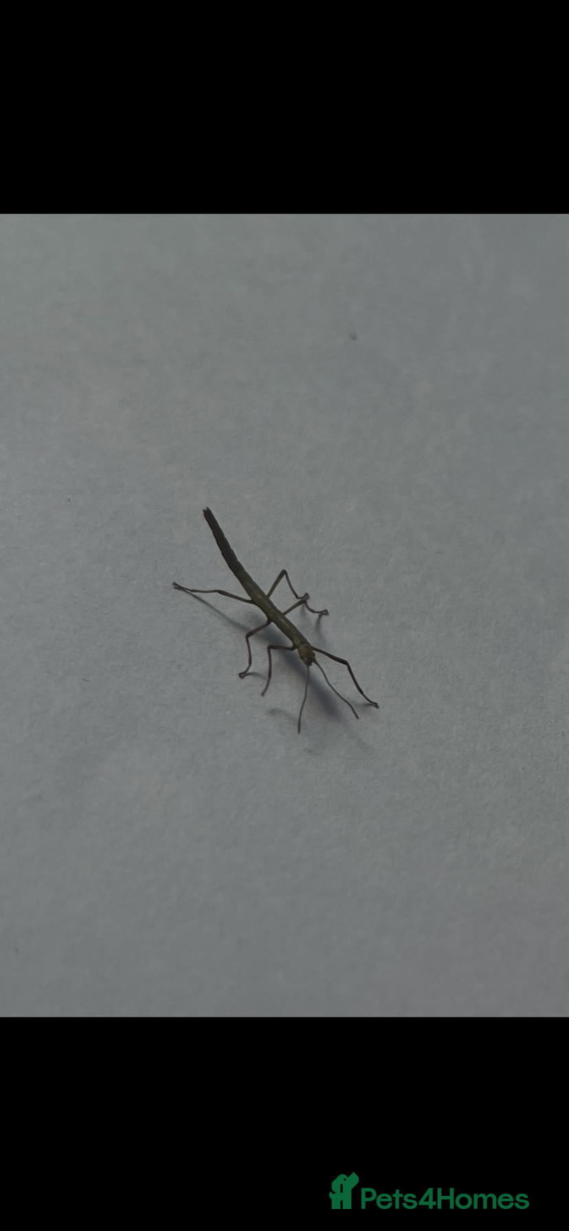 Indian Stick insects for sale in Witney | Pets4Homes